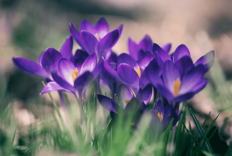 Growing Crocus: How to Grow and Care for Crocus - Jardin HQ