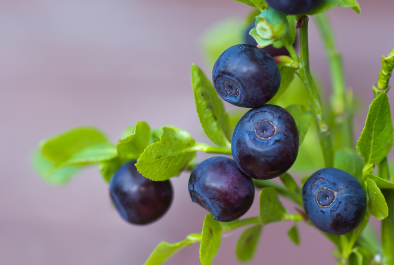 Blueberry Types and Varieties That Can Succeed In Your Garden