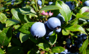 Bluecrop Blueberry Growing Guide: How To Get Fruit This Year?