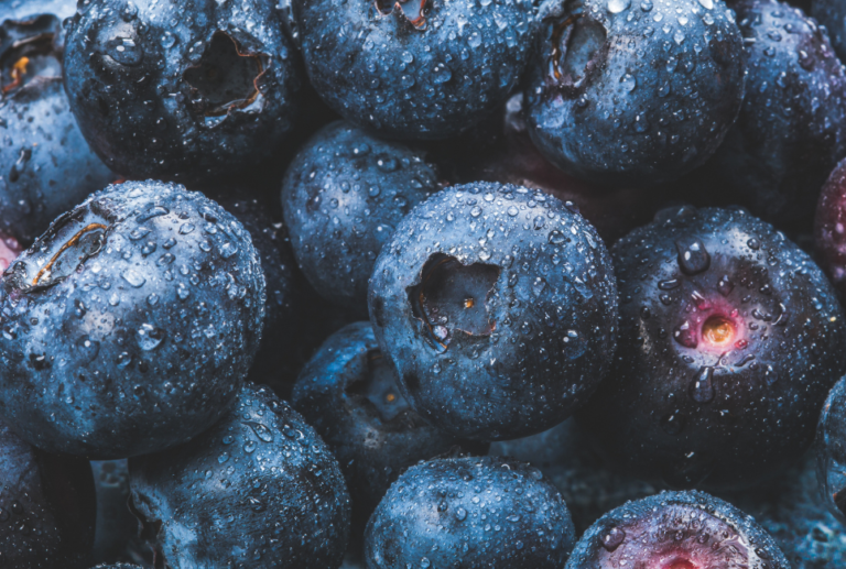 Bluecrop Blueberry Growing Guide: How To Get Fruit This Year?