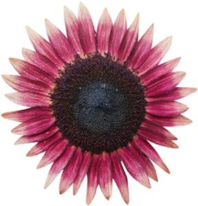 Purple Sunflower Growing Guide: Can You Grow It From Seeds?