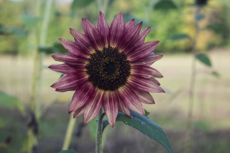 Purple Sunflower Growing Guide: Can You Grow It From Seeds?