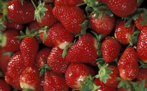 Chandler Strawberry Growing Guide: How to DIY? - Jardin HQ