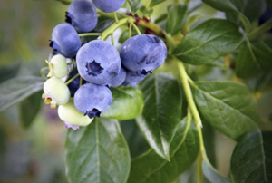 Duke Blueberry Growing Guide: How To Start Your Blueberry Garden?