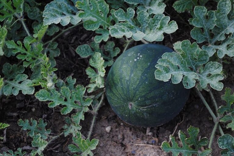 Icebox Watermelon Growing Guide: How To Grow It In Your Garden