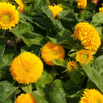 Dwarf Sunflowers Guide: Varieties, Care, and Tips - Jardin HQ