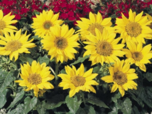 Dwarf Sunflowers Guide: Varieties, Care, and Tips - Jardin HQ