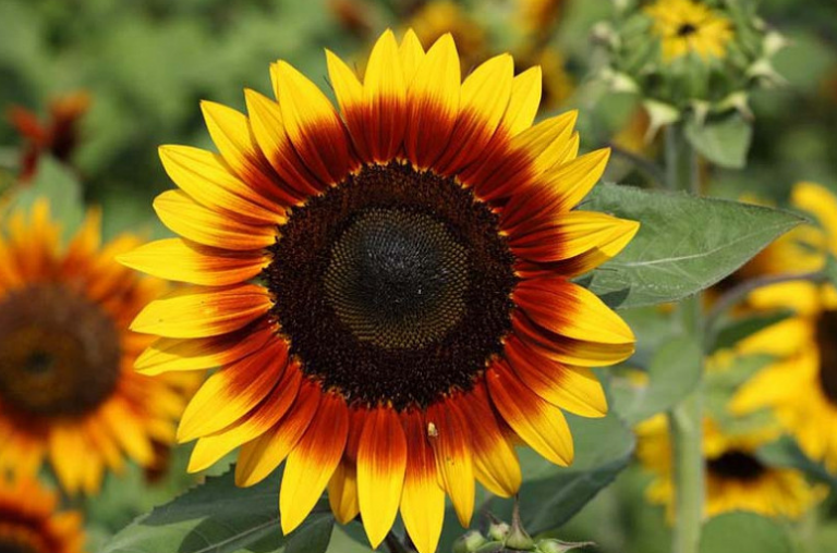Dwarf Sunflowers Guide: Varieties, Care, and Tips - Jardin HQ