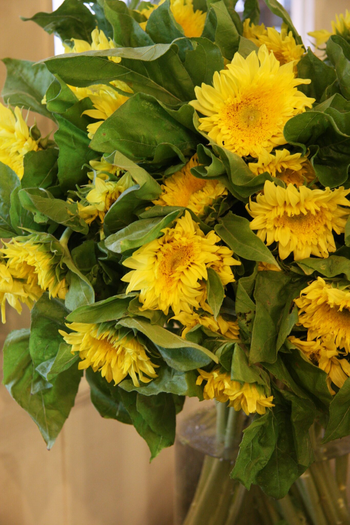 Dwarf Sunflowers Guide: Varieties, Care, and Tips - Jardin HQ