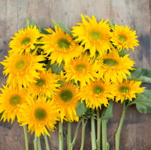 Dwarf Sunflowers Guide: Varieties, Care, and Tips - Jardin HQ