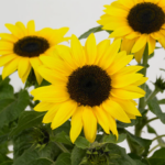 Dwarf Sunflowers Guide: Varieties, Care, and Tips - Jardin HQ