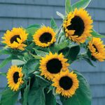 Dwarf Sunflowers Guide: Varieties, Care, and Tips - Jardin HQ