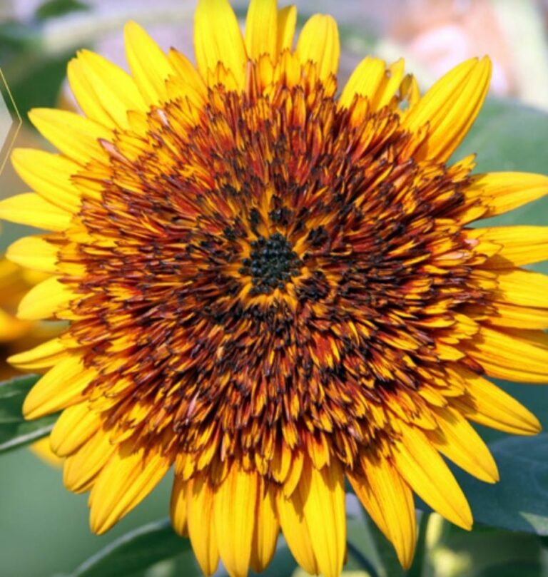 Dwarf Sunflowers Guide: Varieties, Care, and Tips - Jardin HQ