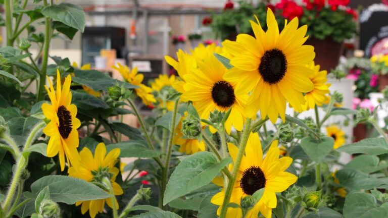 Dwarf Sunflowers Guide: Varieties, Care, and Tips - Jardin HQ
