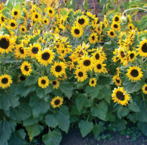 Dwarf Sunflowers Guide: Varieties, Care, and Tips - Jardin HQ