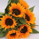 Dwarf Sunflowers Guide: Varieties, Care, and Tips - Jardin HQ