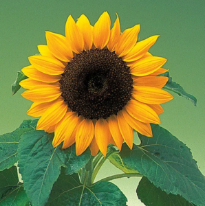 Dwarf Sunflowers Guide: Varieties, Care, and Tips - Jardin HQ