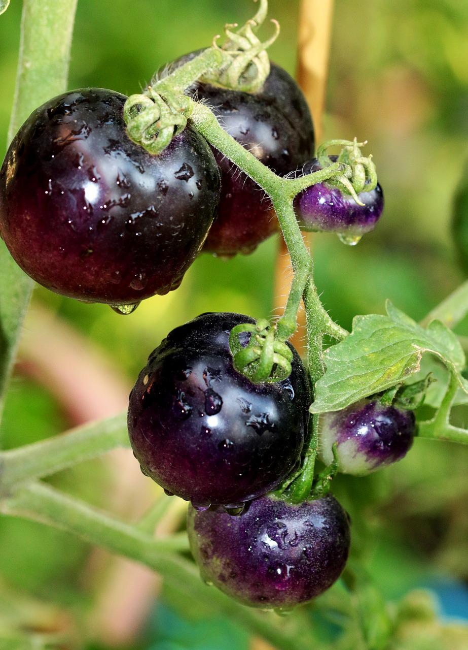 Black Tomato Varieties Guide: Everything You Need To Know About Them