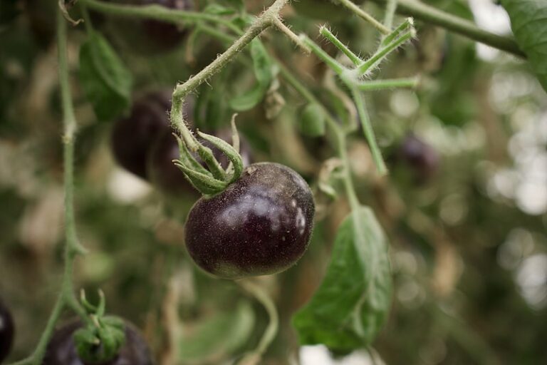 Black Tomato Varieties Guide: Everything You Need To Know About Them