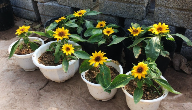 Dwarf Sunflowers Guide: Varieties, Care, and Tips - Jardin HQ
