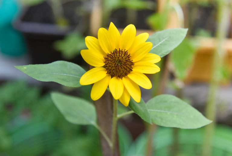 Dwarf Sunflowers Guide: Varieties, Care, and Tips - Jardin HQ