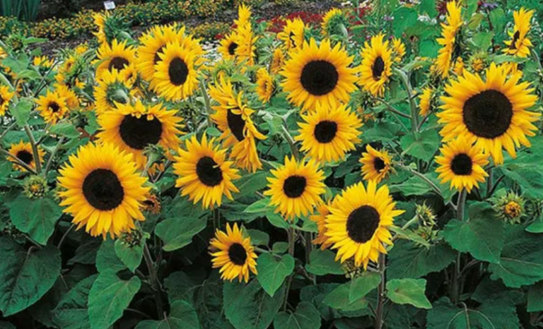 Dwarf Sunflowers Guide: Varieties, Care, and Tips - Jardin HQ