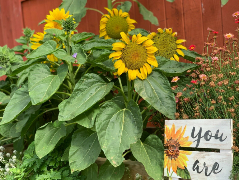Dwarf Sunflowers Guide: Varieties, Care, and Tips - Jardin HQ