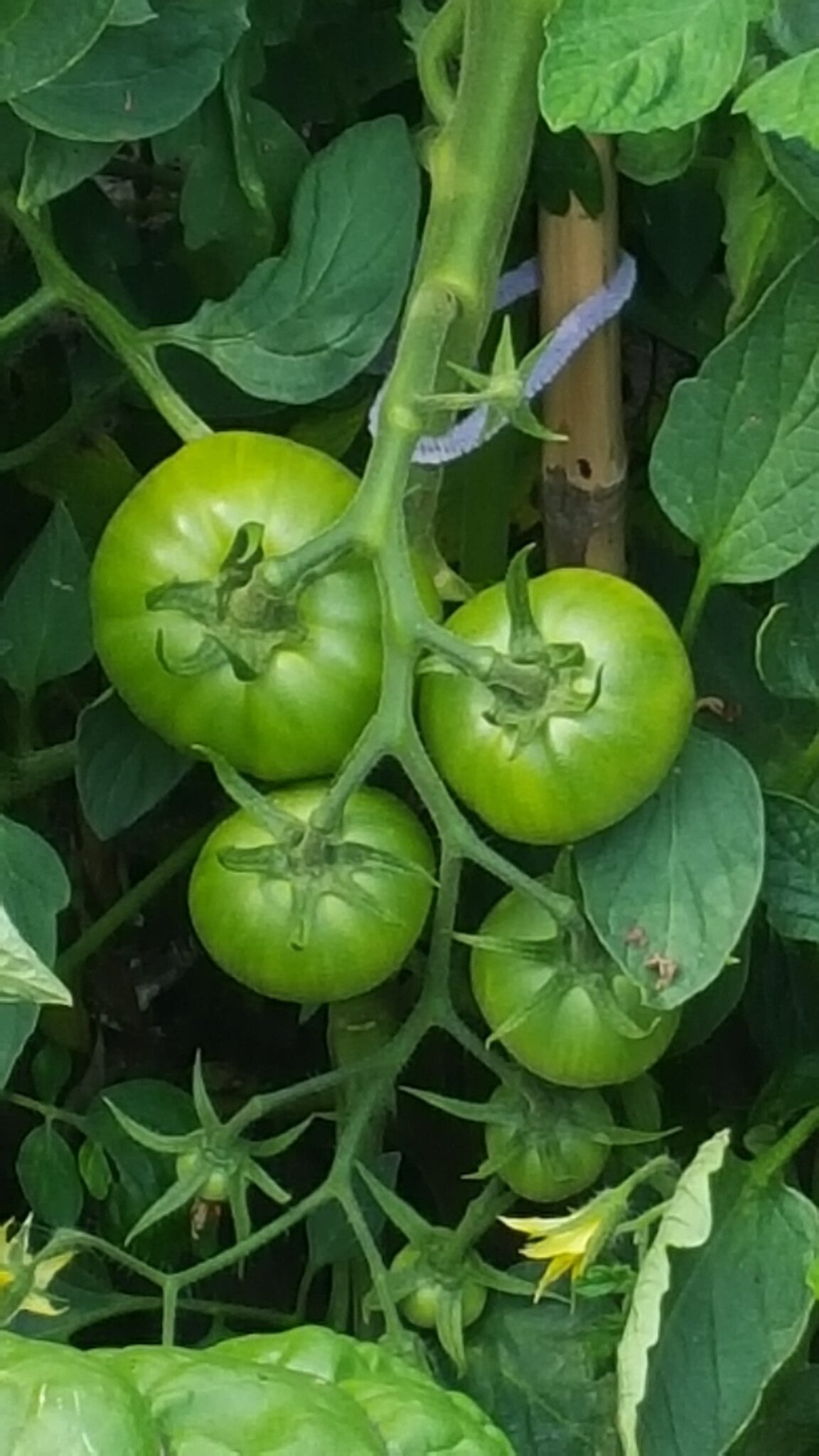 Icebox Watermelon Growing Guide: How To Grow It In Your Garden