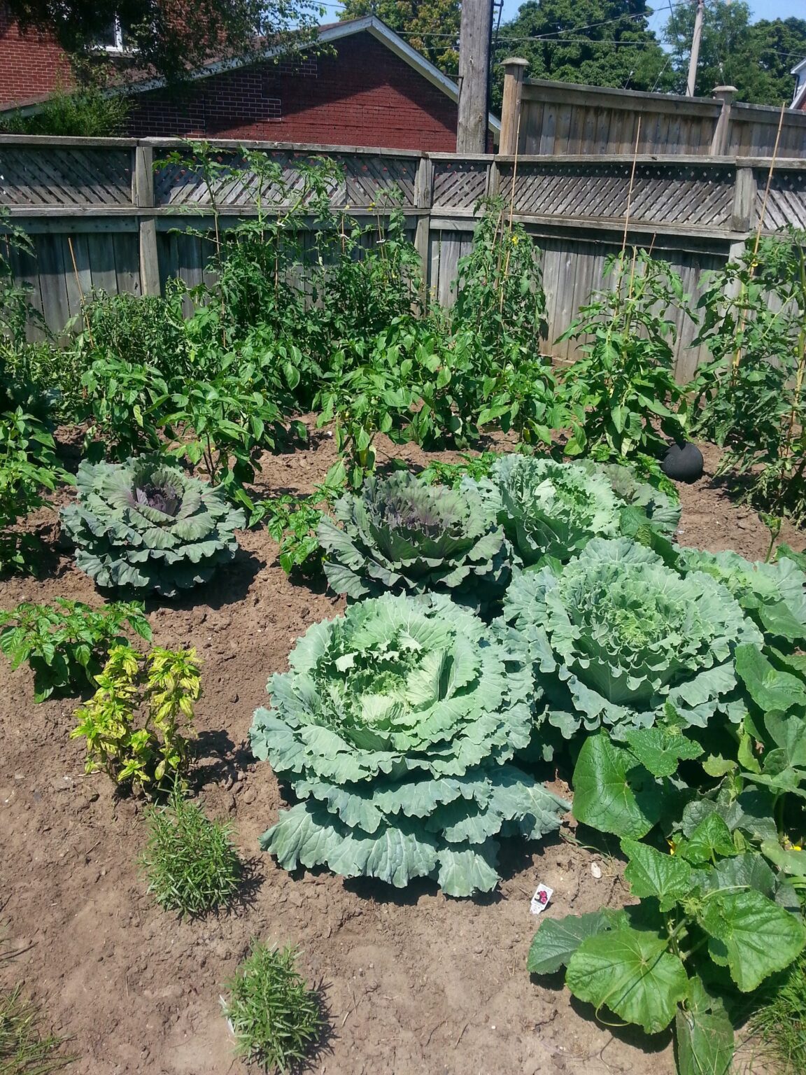 Texas Growing Zones Explained: What Can Succeed In These Zones?