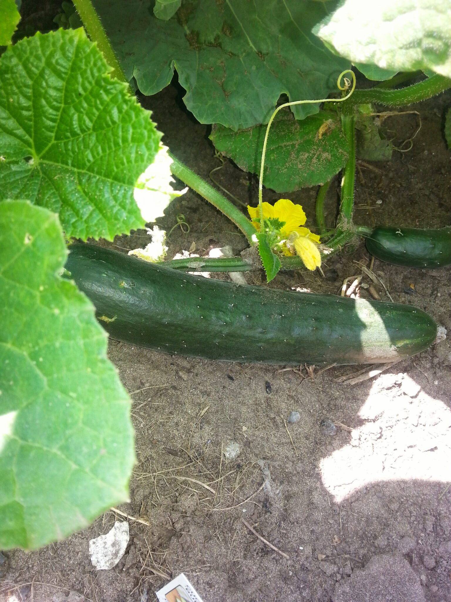 Icebox Watermelon Growing Guide: How To Grow It In Your Garden