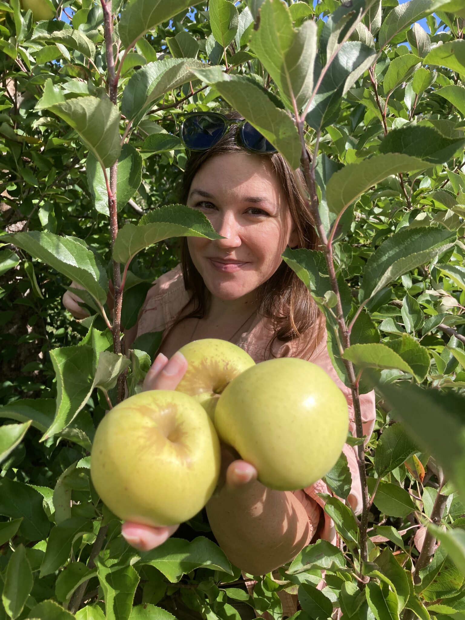 Icebox Watermelon Growing Guide: How To Grow It In Your Garden
