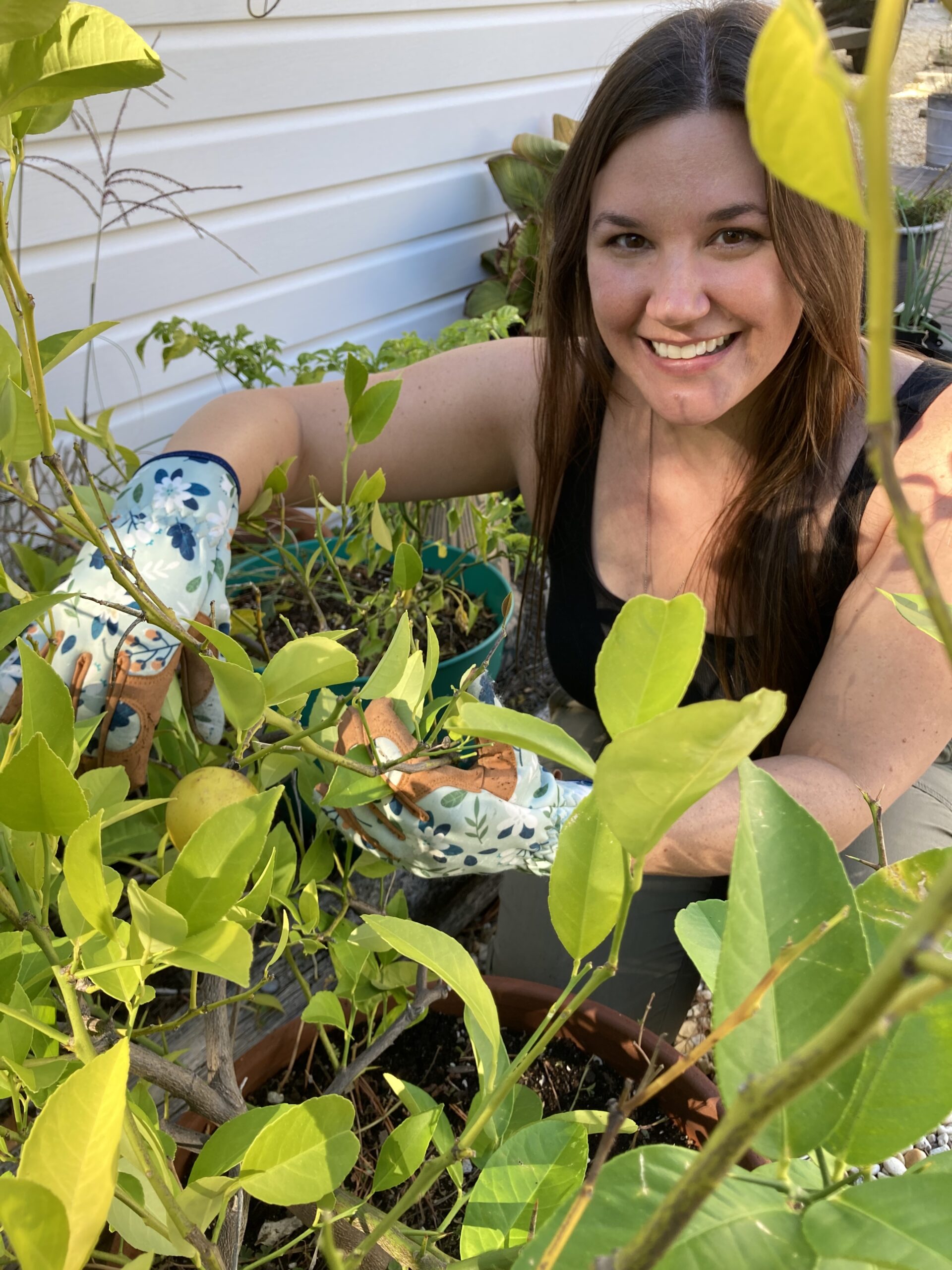 Legacy Blueberry Growing Guide: How Much Fruit You Should Expect?